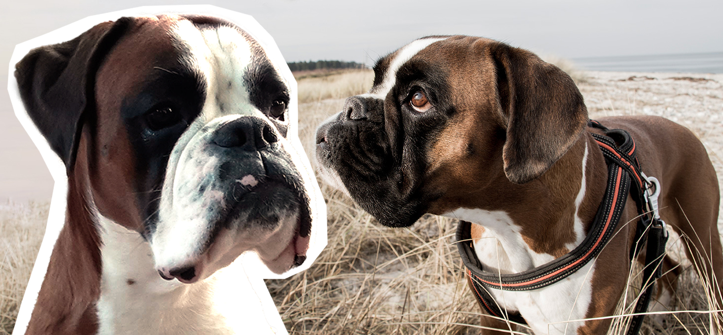 Hvalpeplaner | Baromalou - Baromalou